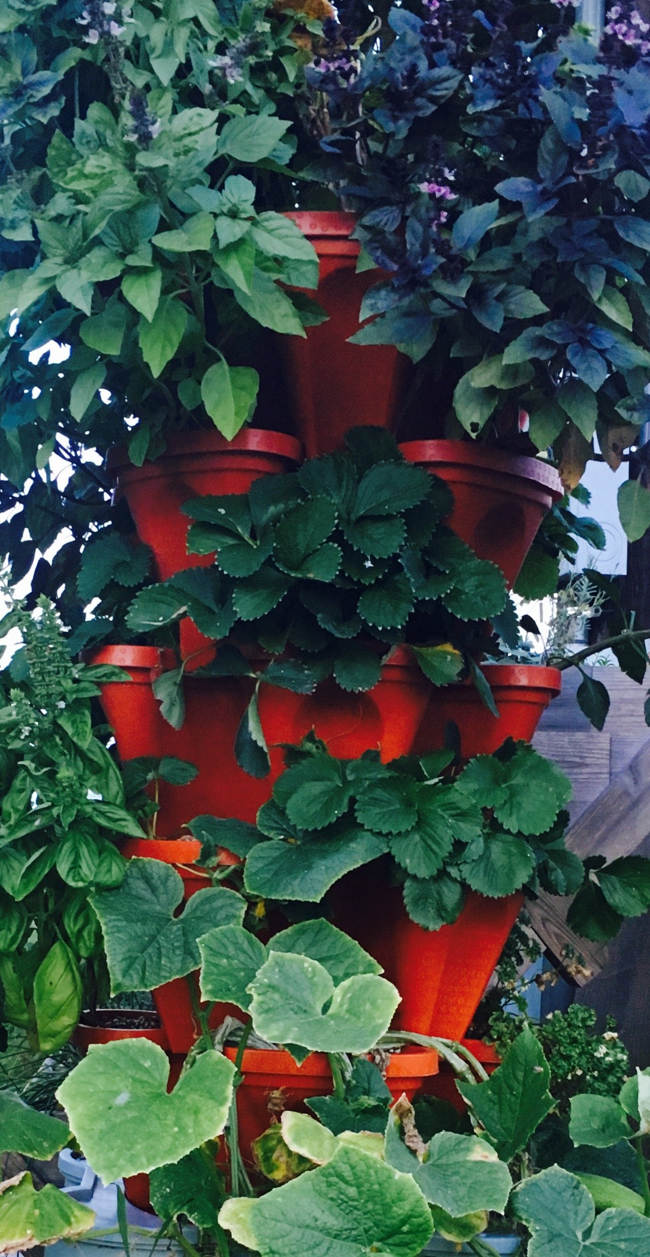 LARGE Vertical Gardening Stackable Planters by Mr. Stacky - Grow More ...