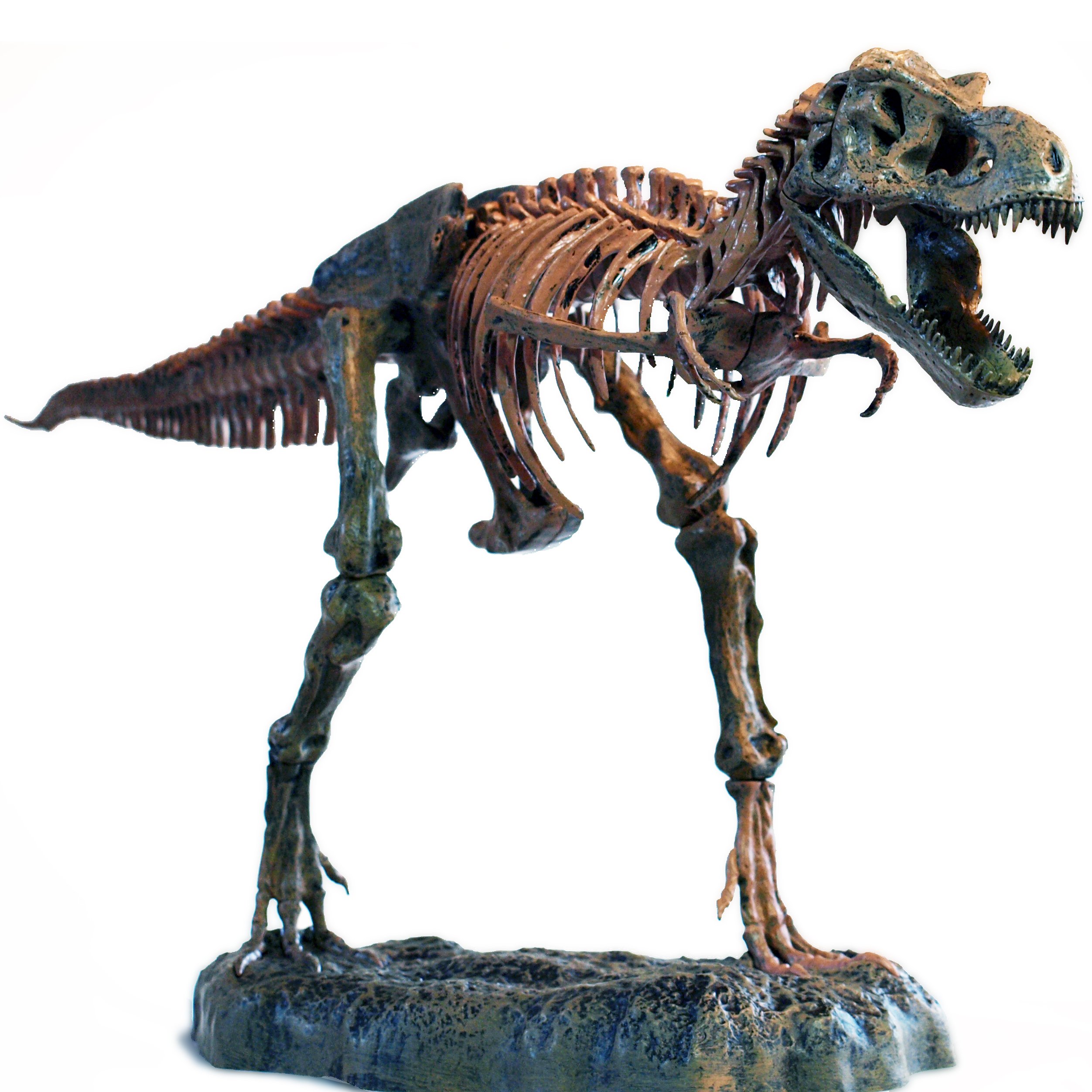 Galleon - Edu-Toys T-Rex Skeleton 36" Scale Replica Model | Assemble ...