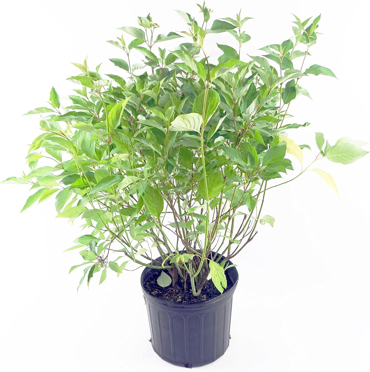 Amazon.com: Cornus ser. 'Baileyi' (Red Twig Dogwood) Shrub, white ...