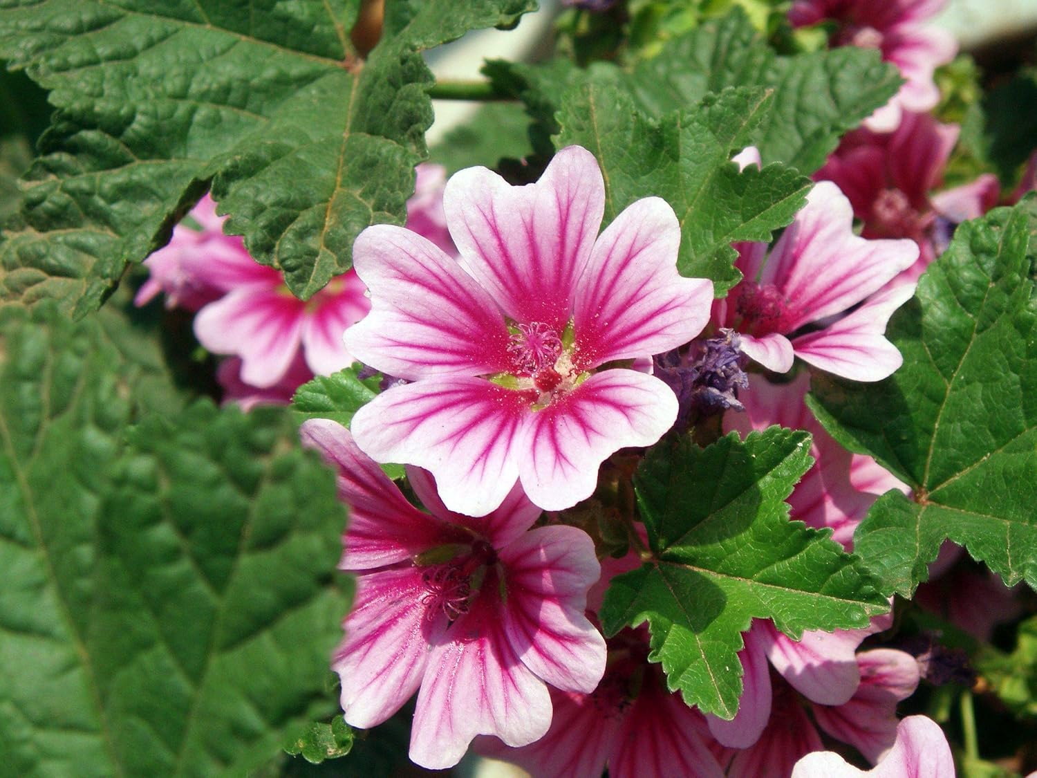 Mystic Merlin-Blue/Purple”Mallow Hollyhock” Seeds Garden Decor Flower ...