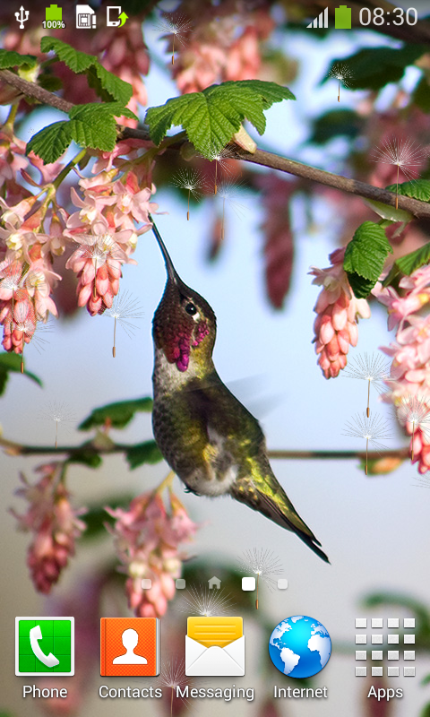 Hummingbirds Live Wallpapers:Amazon.com:Appstore for Android