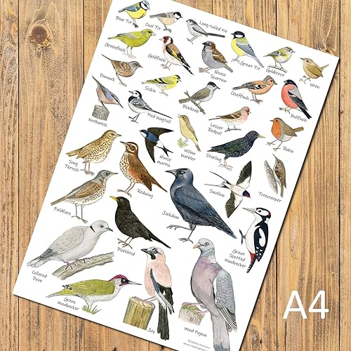 A4 British Garden Birds Identification Poster - Wildlife, Nature, Chart ...
