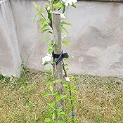 YouGarden Duo Fruit Apple Tree, 2 Varieties on 1 Bare Root Tree: Amazon ...