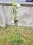 YouGarden Duo Fruit Apple Tree, 2 Varieties on 1 Bare Root Tree: Amazon ...