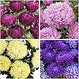 Amazon.com : 1000+ Perennial Aster Flower Seeds for Planting Outdoors ...
