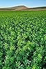 Alfalfa Seeds- Farmer Direct USA Grown- Premium Clean Alfalfa Seed - 25 ...