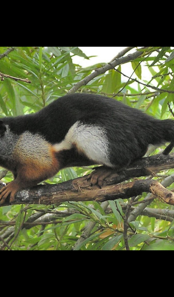 Amazon.com: flying squirrel Wallpaper -- HD Wallpapers of flying ...