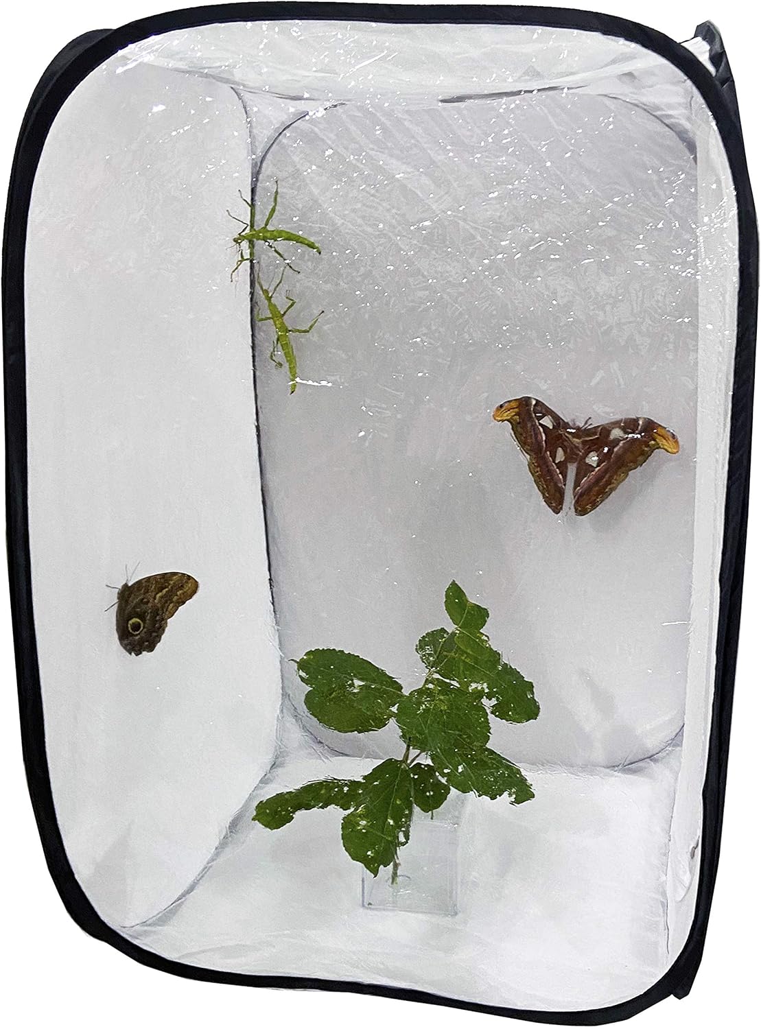 Life Unearthed Pop Up Insect Cage (Large 90 x 60 x 60cm) – BigaMart