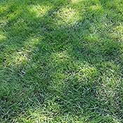 Amazon.com : Scotts Turf Builder with Moss Control, 5, 000 sq. ft ...