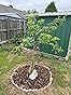 You Garden - Duo Fruit Apple Tree, 2 Varieties of Apple on 1 Bare Root ...