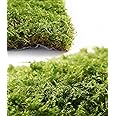 Amazon.com : LUCKY PLANT Fresh Live Moss Variety Pack - Ideal for DIY ...