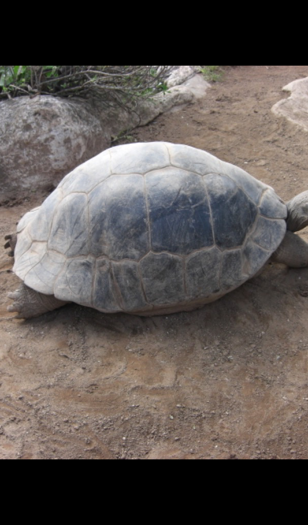 galapagos tortoise Wallpaper -- HD Wallpapers of galapagos tortoise ...