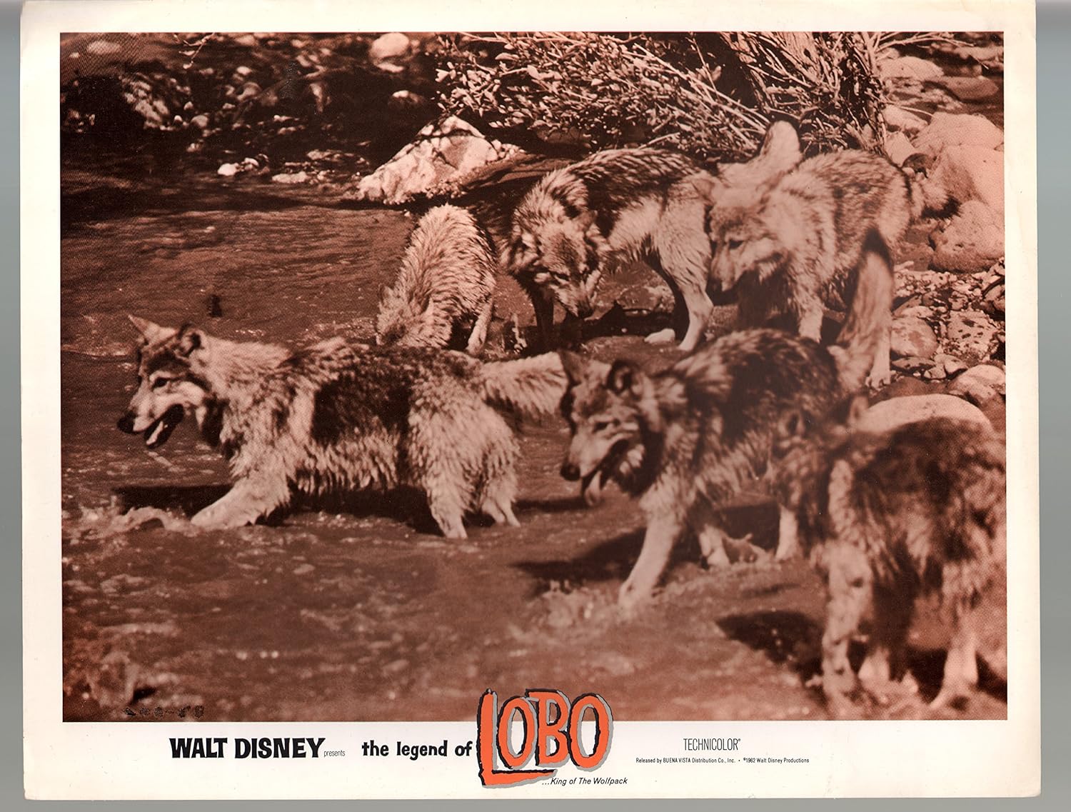 Amazon.com: MOVIE POSTER: Legend Of Lobo-Walt Disney Production-11x14 ...