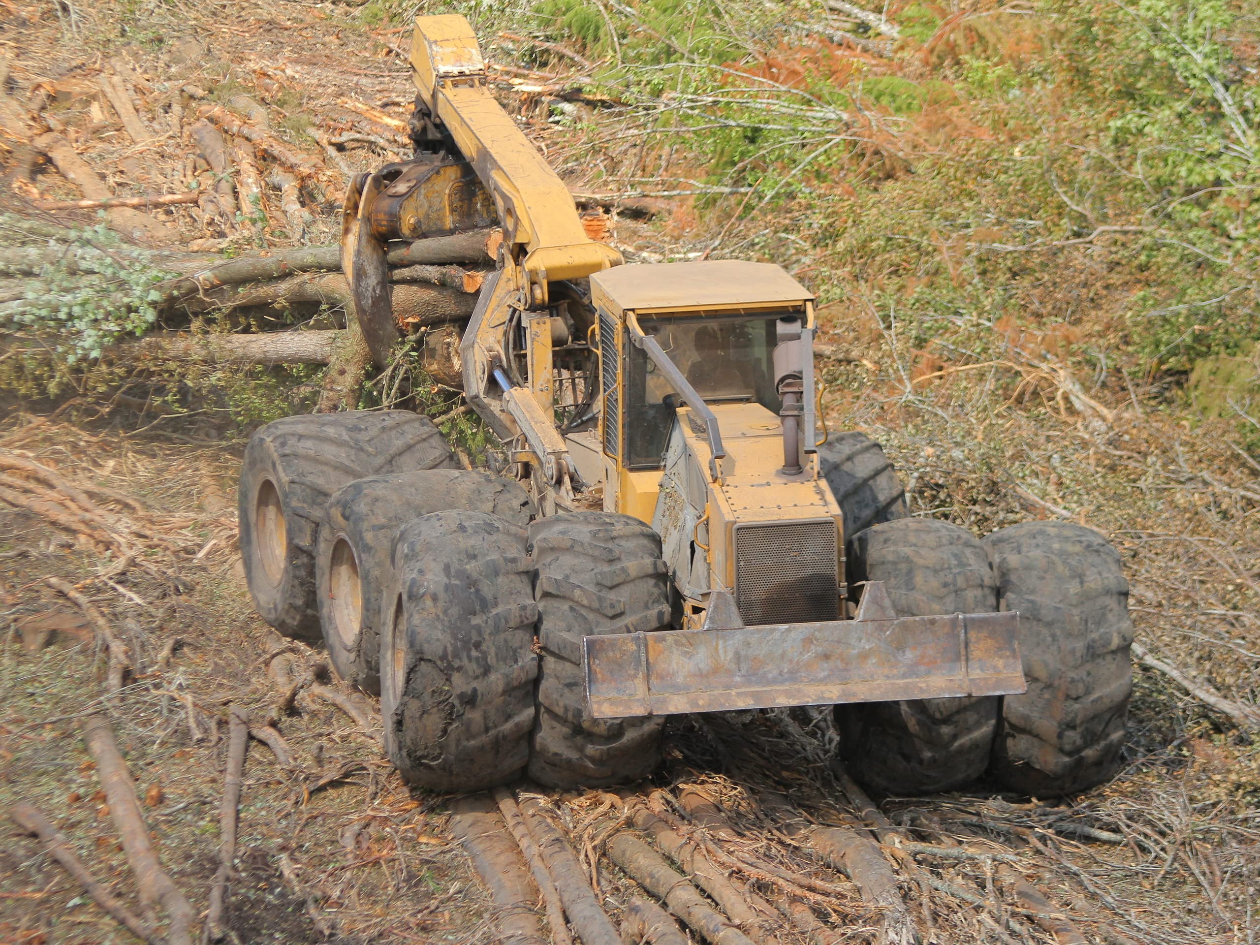 Watch Swamp Loggers - Season 1 | Prime Video