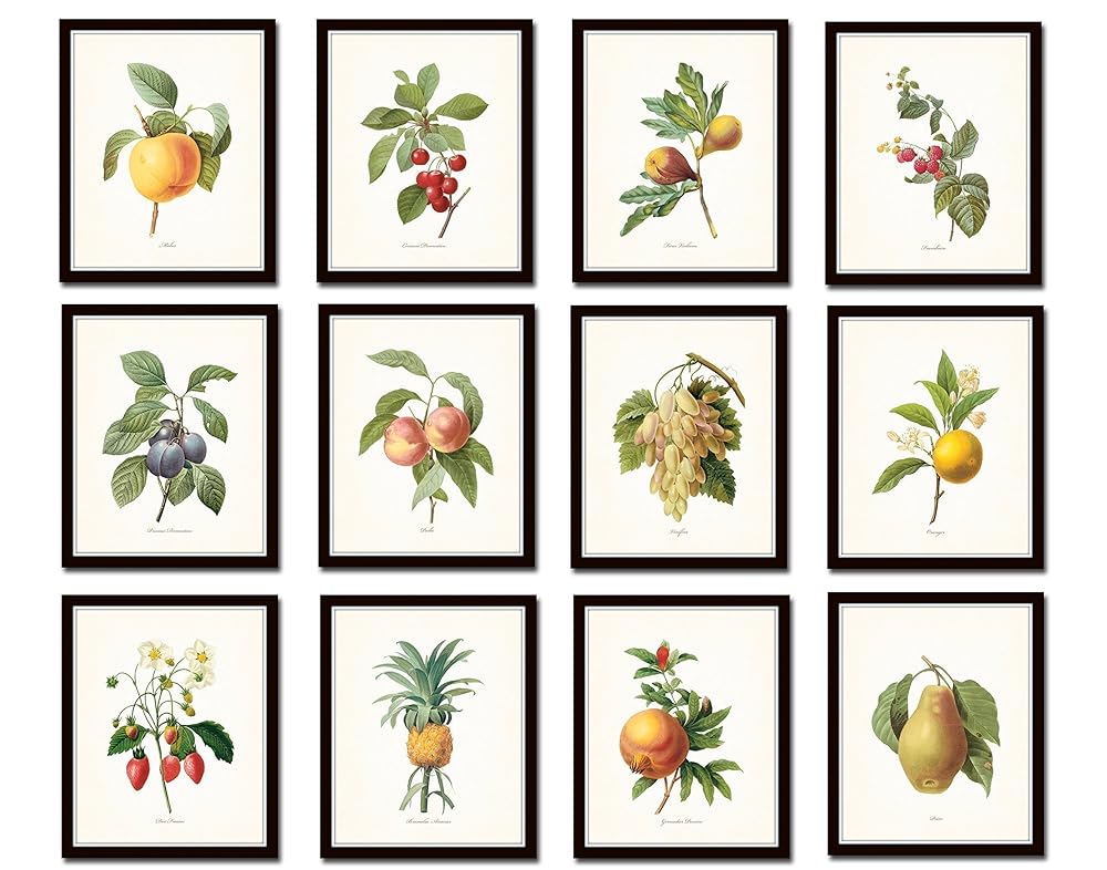 Amazon.com: Antique Fruit Prints Set of 12 Giclee Fine Art Prints ...