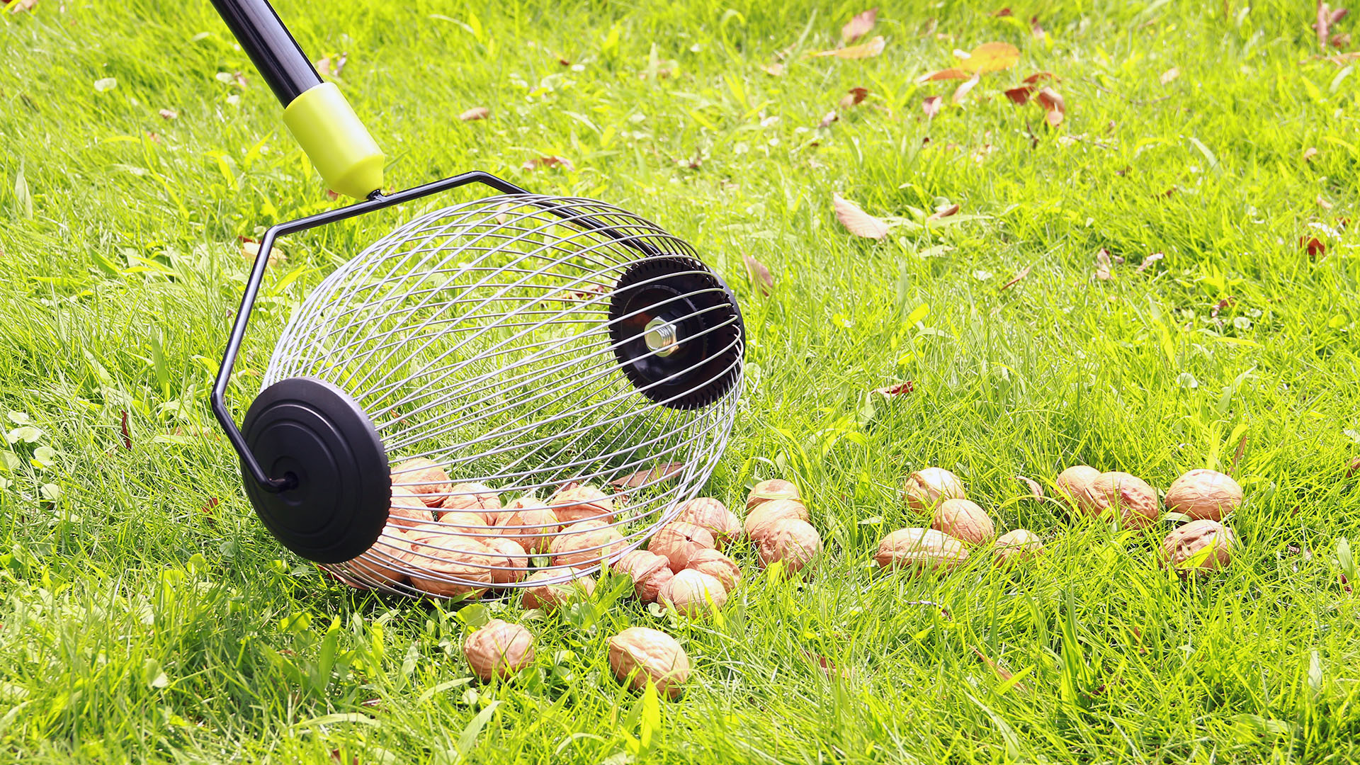 Watch Nut Gatherer, 49 inches on Amazon Live