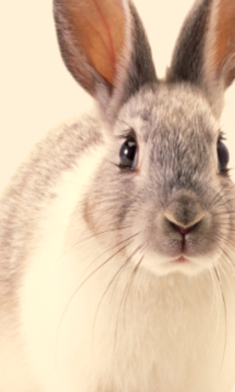Amazon.com: Cute Rabbit Wallpapers: Appstore for Android