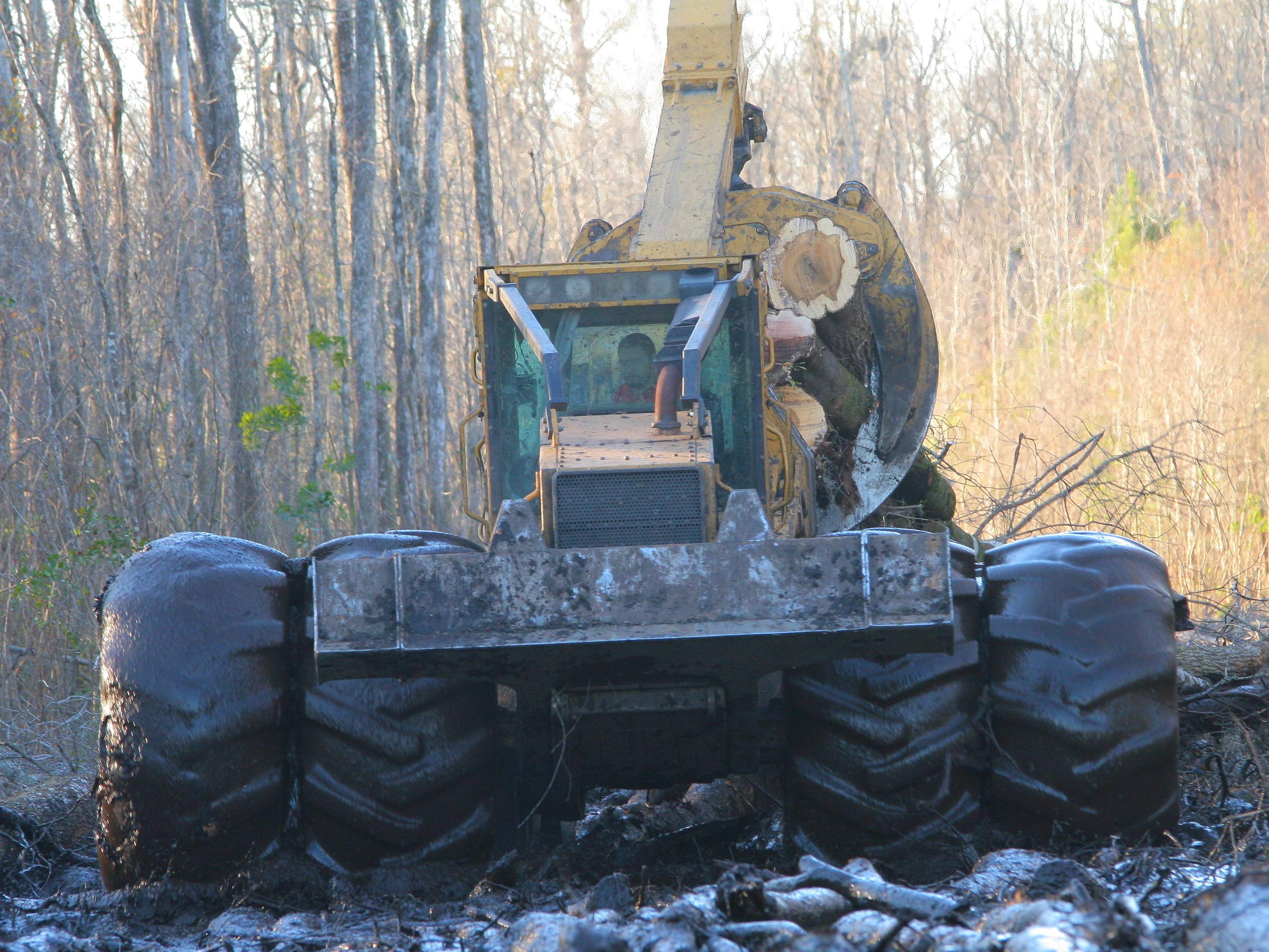 Watch Swamp Loggers - Season 1 | Prime Video