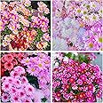 Amazon.com : 1000+Pyrethrum Seeds for Planting -Pyrethrum Flower Seeds ...