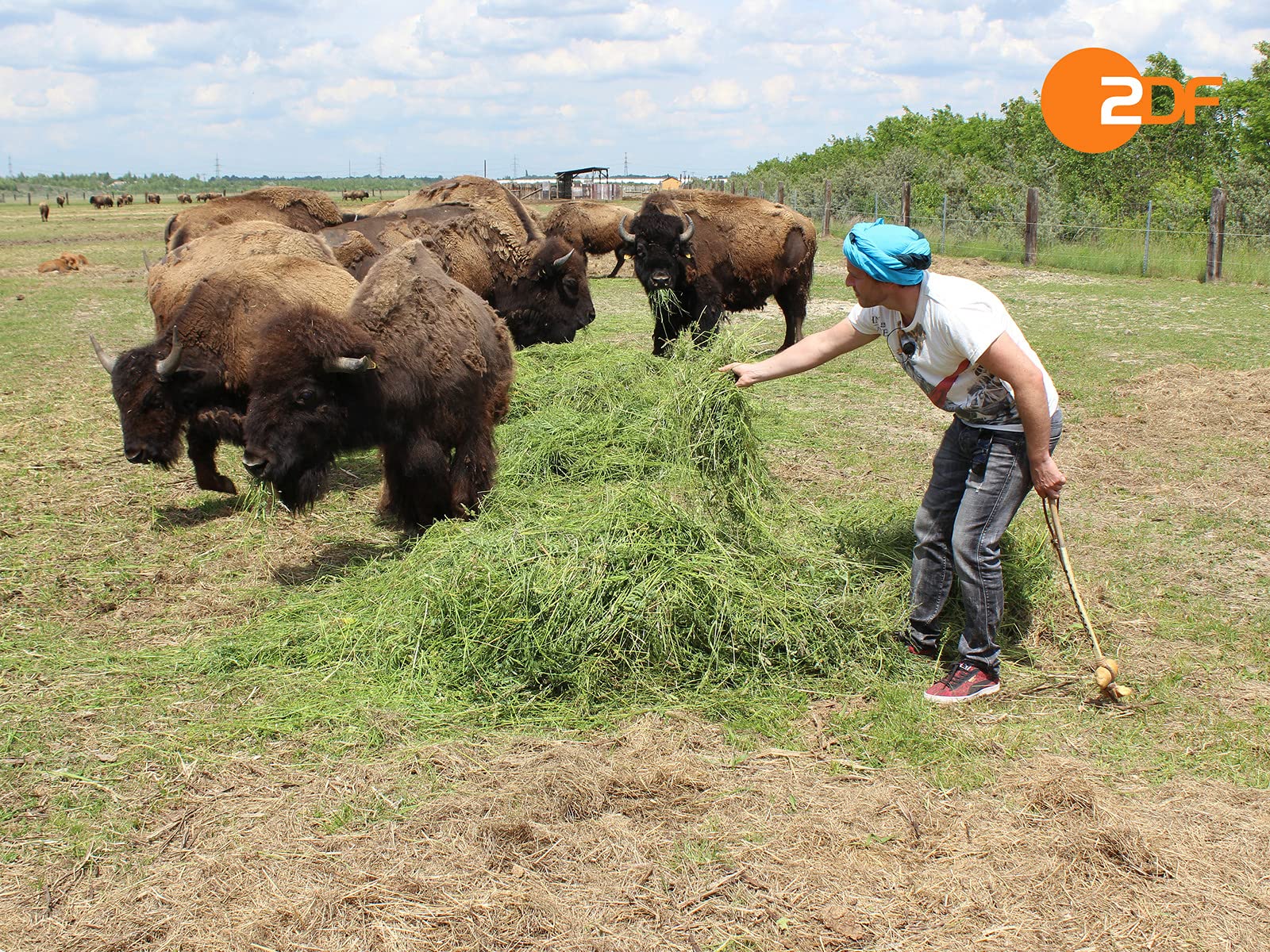 Amazon.de: Beef Buddies, Staffel 1 ansehen | Prime Video