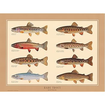 Amazon.com: Great Lakes Game Fish Poster and Identification Chart ...