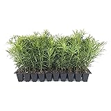 Amazon.com: PlantVine Podocarpus macrophyllus 'Maki', Japanese Yew - Large - 8-10 Inch Pot (3 ...