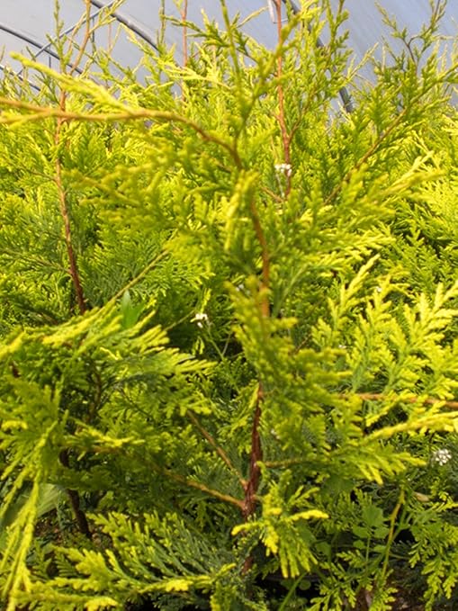 10 Golden Leylandii, (x Cupressocyparis Leylandii Castlewellan Gold ...