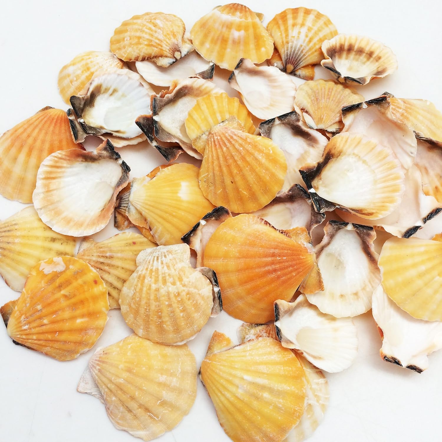 Amazon.com: PEPPERLONELY 40 PC Thick Orange Pecten Scallop Sea Shells ...
