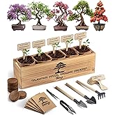 Amazon.com : AVERGO Bonsai Tree Kit – 5X Unique Japanese Bonzai Trees ...