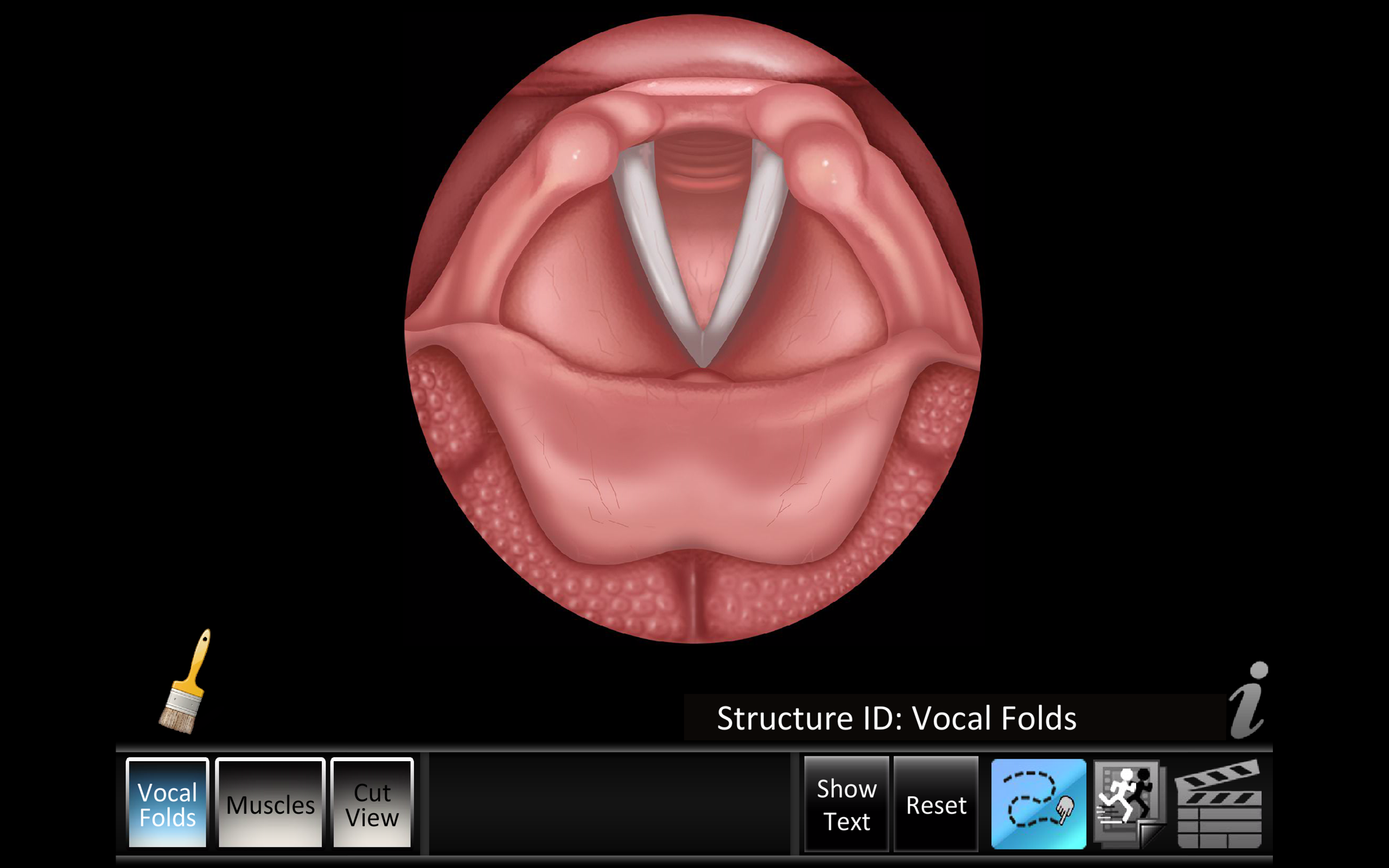 Normal Vocal Folds