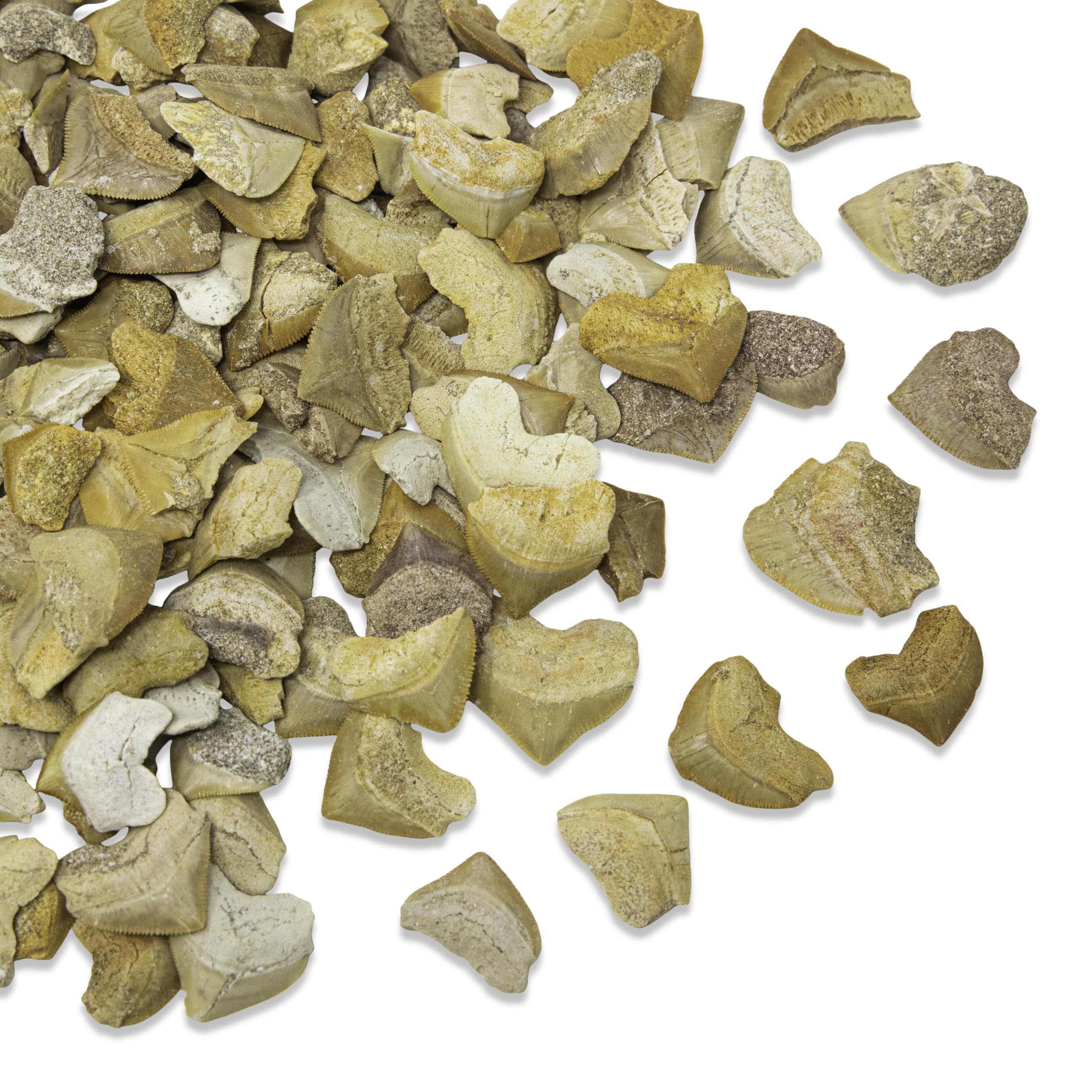 Mua 1/2 LB Corax Shark Teeth Bulk Fossils Wholesale - Real Authentic ...