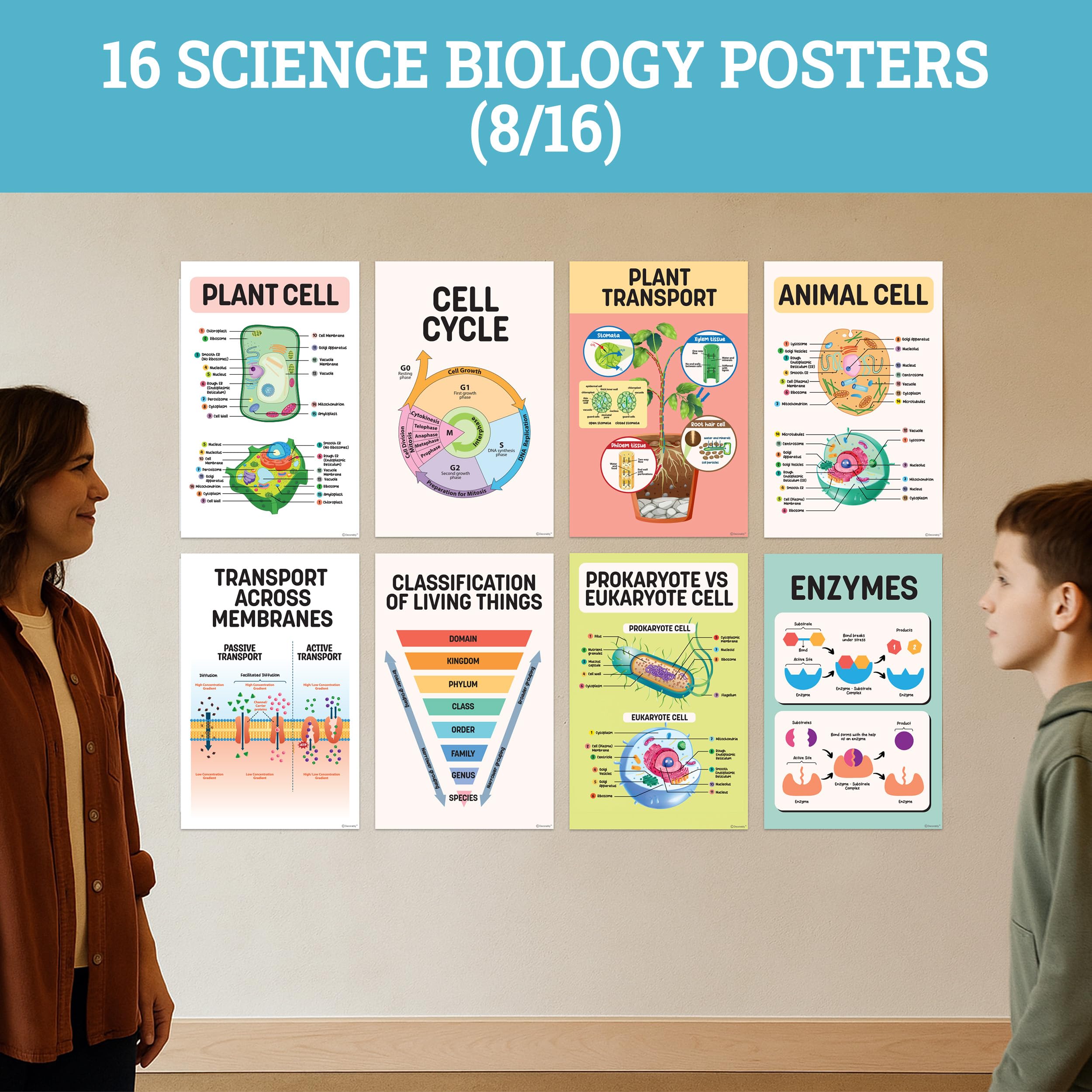 Mua Decorably 16 Biology Posters for Classroom, 11x17in Matte-Laminated ...