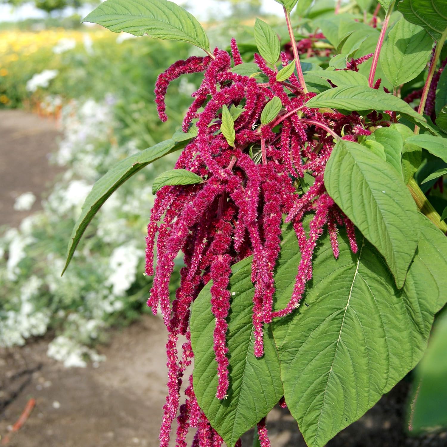 Amazon.com: Outsidepride Amaranthus Red - 5000 Seeds: Garden & Outdoor