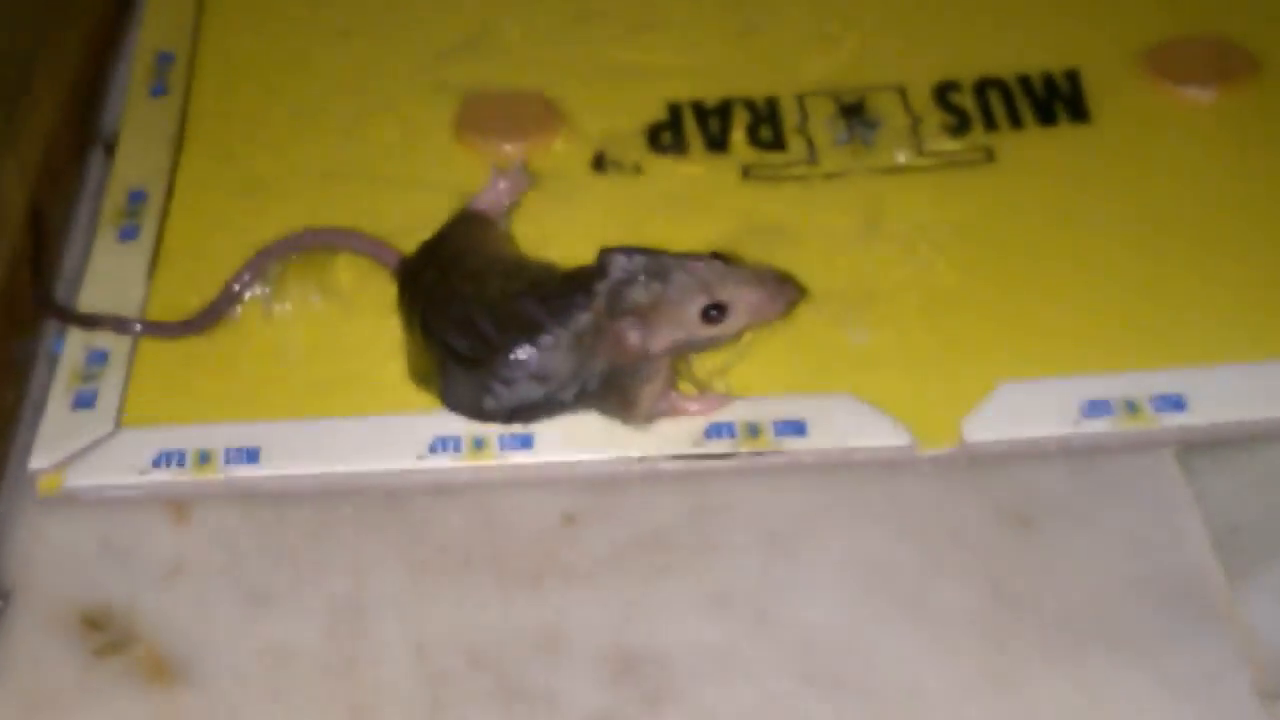 Amazon.com: Faith Is... (9780930014056): Dr. Pamela Reeve: Books