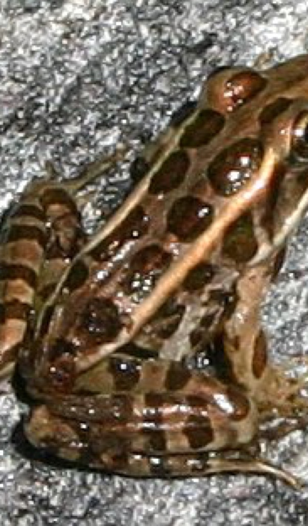 Amazon.com: Bullfrog Wallpaper -- HD Wallpapers of Bullfrogs!: Appstore ...