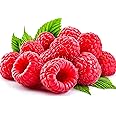 Amazon.com : 100+ Red Raspberry Seeds: Grow Delicious Heirloom Berries ...
