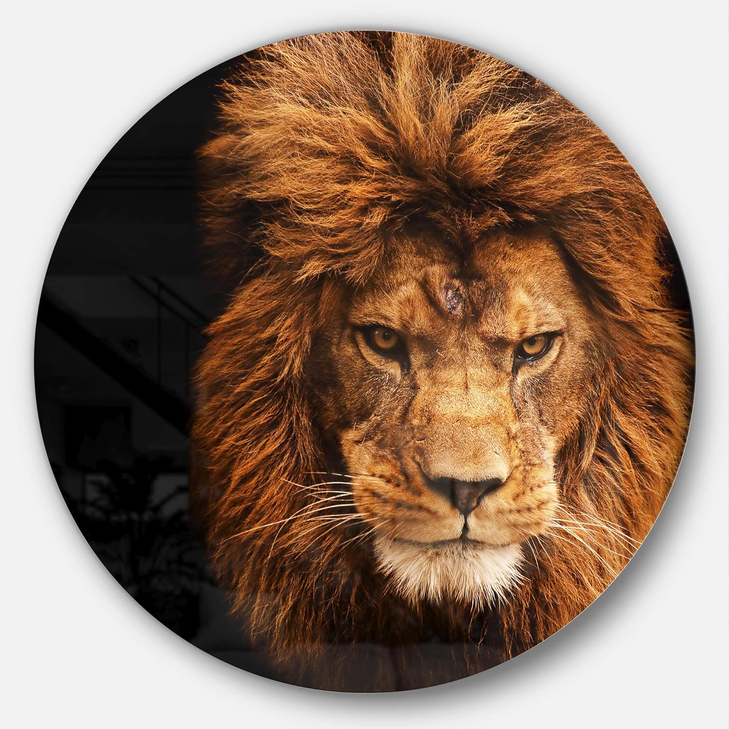 Designart Face of Male Lion on Black Animal Circle Wall Art-Disc of 11 ...
