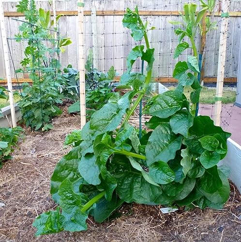 Green Malabar Spinach-100 Seeds [Guyana Thick Leaf Callaloo] Fast ...