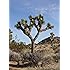 Amazon.com : YUCCA ROSTRATA exotic blue color joshua tree hardy desert ...