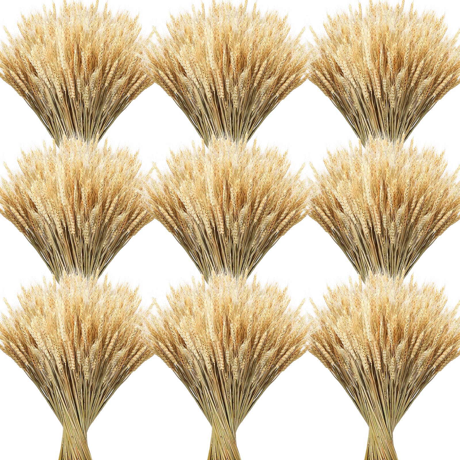 Geosar 600 Stems Dried Wheat Stalks for Decor Natural Wheat Grass ...