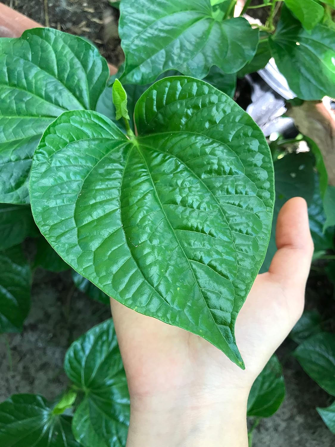 Piper lolot wild betel sarmentosum Fresh Leaves Organic Florida ...