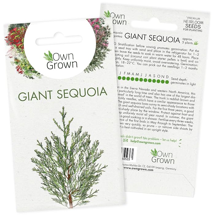 Buy Grow Your Own Bonsai Trees Premium Bonsai Seeds For Giant Sequoia