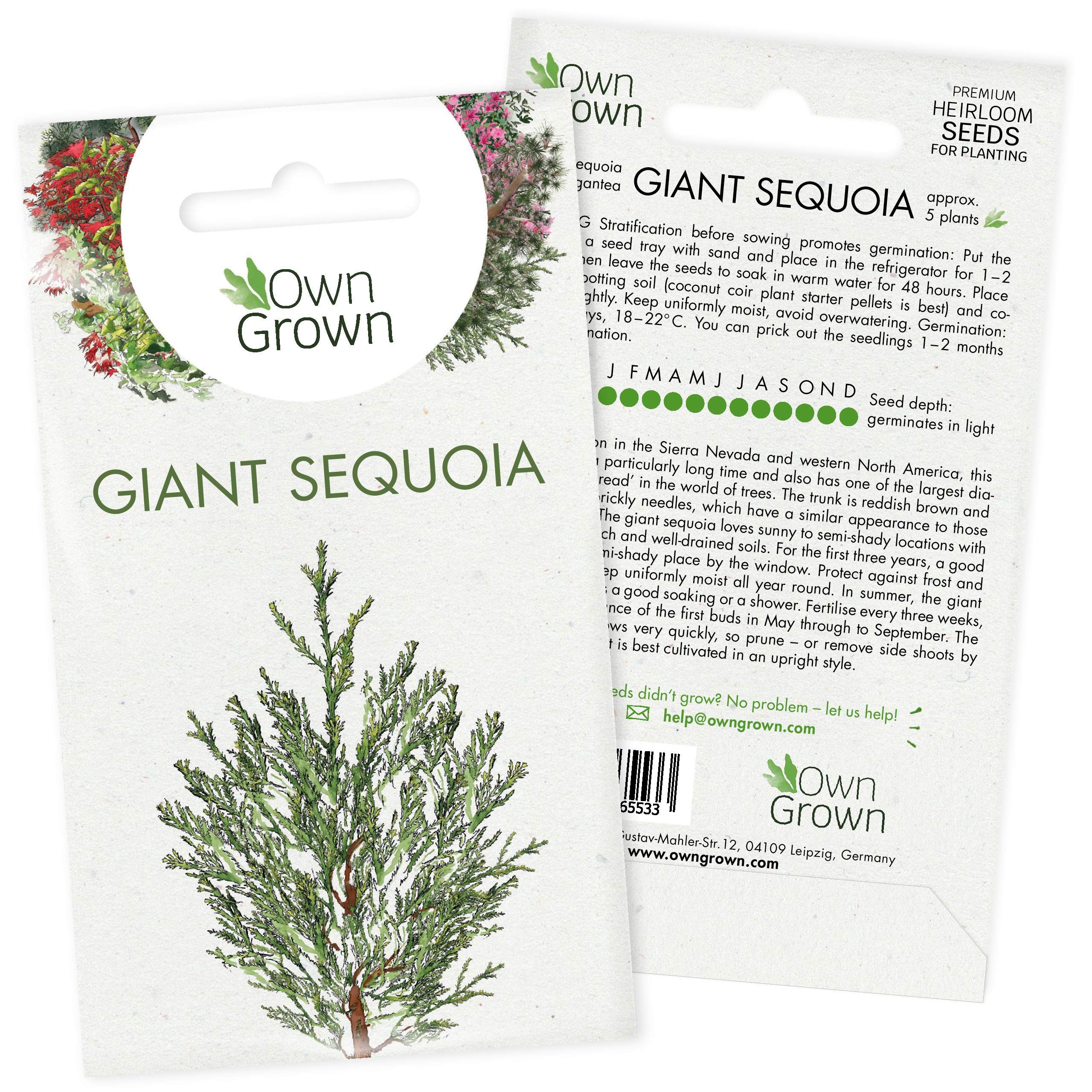 Buy Grow Your Own Bonsai Trees: Premium Bonsai Seeds for Giant Sequoia ...