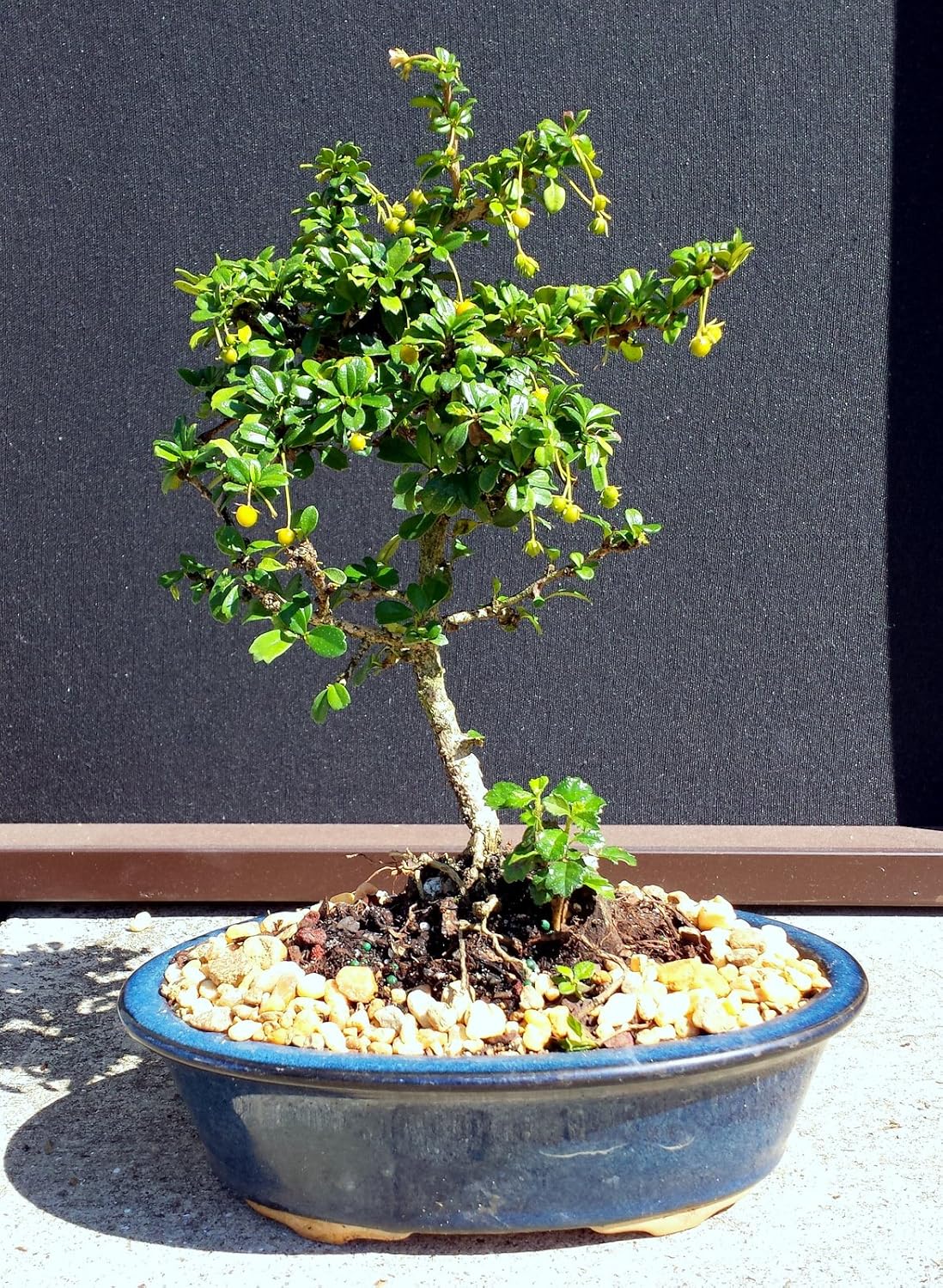 Amazon.com : Fukien Tea Bonsai : Bonsai Plants : Grocery & Gourmet Food