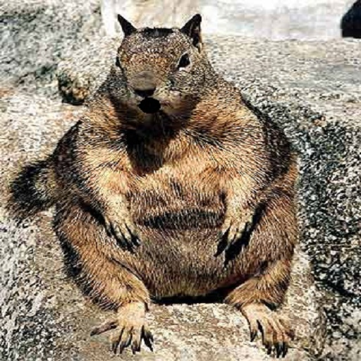 Squishy Squirrel:Amazon.co.uk:Appstore for Android