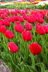Amazon.com : Red Tulips Darwin Hybrids (25 Bulbs) - Red Van Eijk Tulip ...