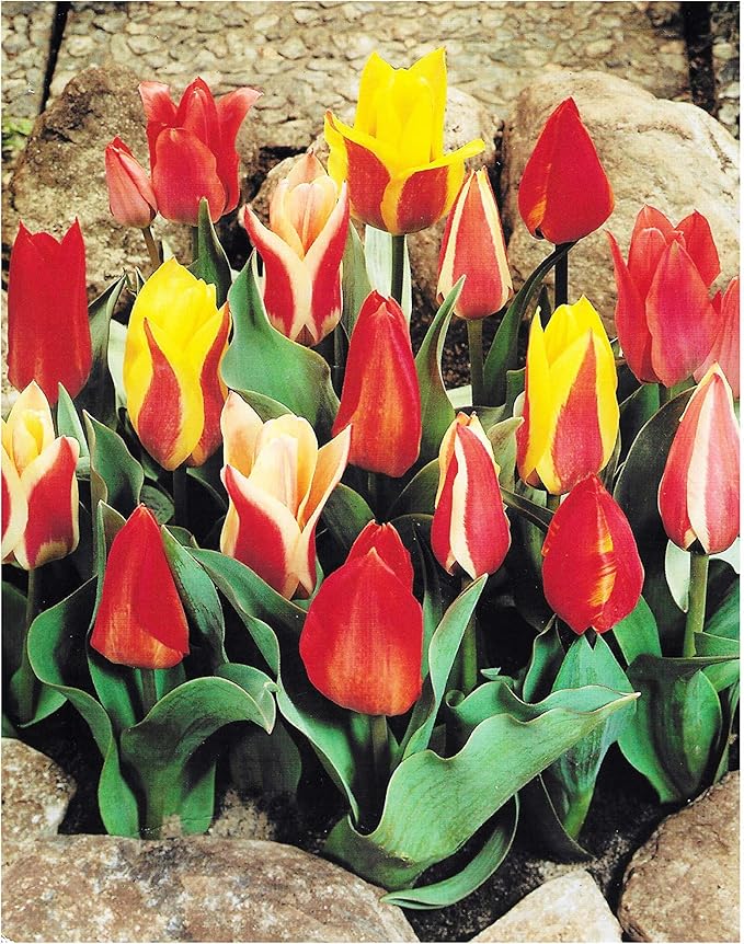 GARTHWAITE NURSERIES® : - UK Stockist. 20 Mixed Miniature Tulip Bulbs ...