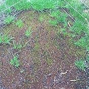 Miracle-Gro Patch Magic Grass Seed, Feed and Coir 1015g: Amazon.co.uk ...