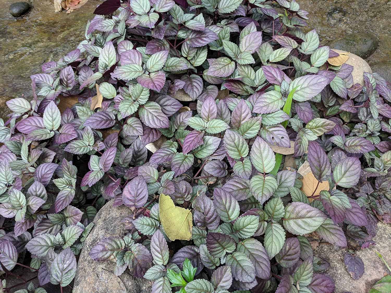 M-Tech Gardens Rare Red Flame Ivy Murikooty Hemigraphis colorata ...