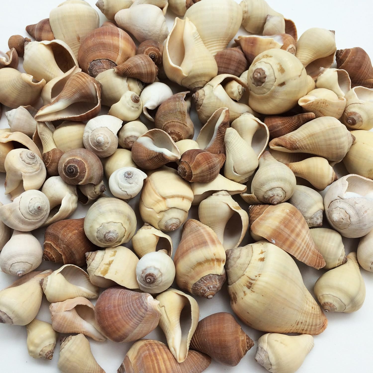 Amazon.com: PEPPERLONELY Assorted Pyrula Sea Shells, 1 Pound Approx. 95 ...